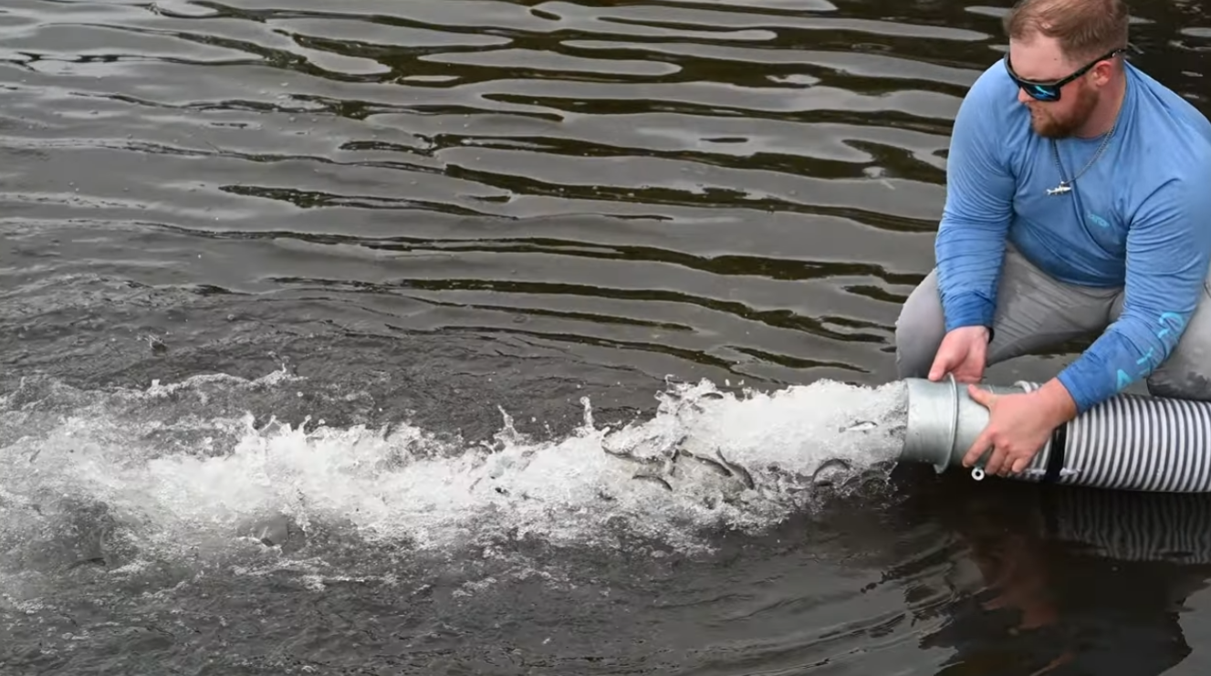 25,000 juvenile redfish released into Cinco Bayou to strengthen ...